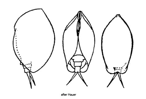 Colurella Obtusa Real Micro Life