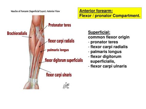 Ppt Muscles Of The Forearm Powerpoint Presentation Free Download Id2074384