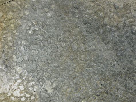 Trace Fossils Katesfossilsandcrystals