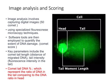 Comet Assay Pptx