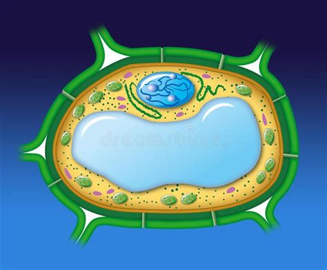 Vegetal Cell Structure Of A Vegetal Cell With All Components