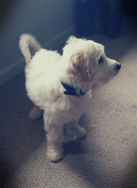 Nero The Cockerchon Adorable Cocker Spaniel X Bichon Frise Mix