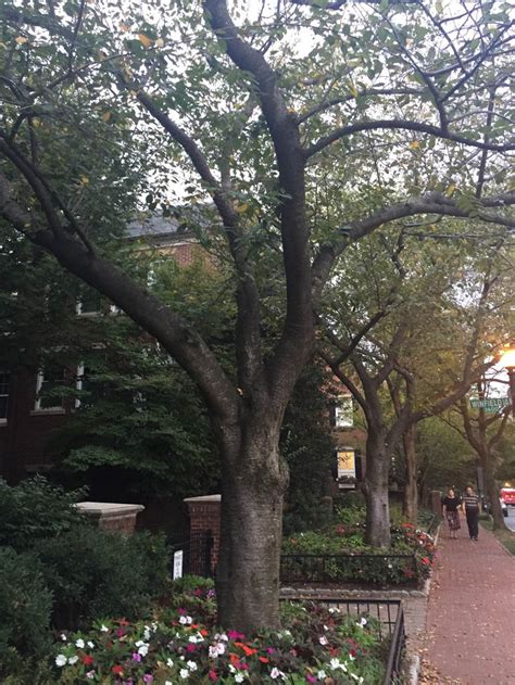 Tree In Shape Of W Tree Plants Tree Trunk