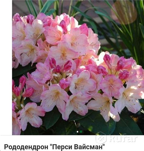 Рододендроны рододендрон, цена 20 р. купить в Гомеле на Куфаре ...