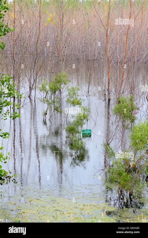 Trees And Roads Covered With Flood Water Stock Photo Alamy