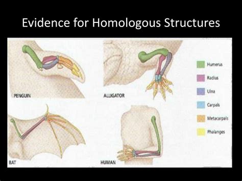 Ppt Homologous Structures Powerpoint Presentation Free Download Id2513464 Ppt Homologous Structures Powerpoint Presentation Free Download Id2513464