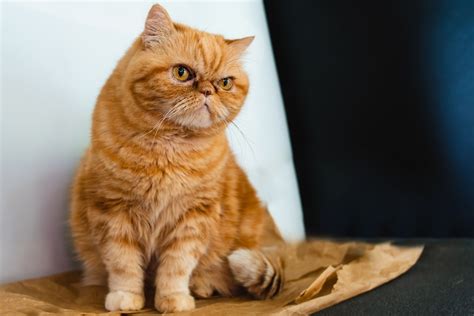 32 Cat Dad Jokes For The Funny Feline Father In Your Life
