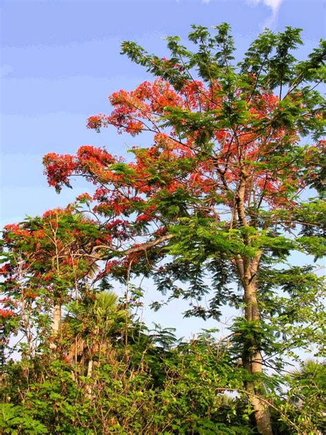 What Is A Canopy Layer Zimmerman Tree Services