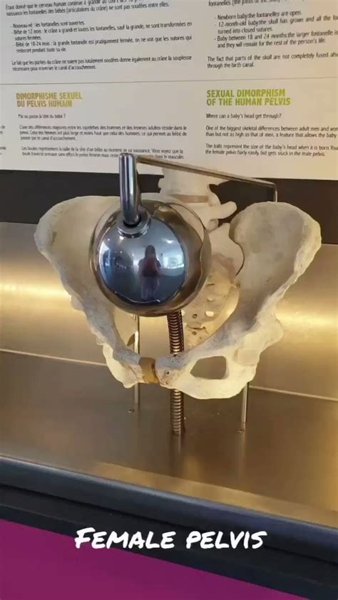 Male And Female Pelvis Comparison