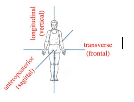 Angular Kinetics And Mechanics Of Biological Material And Flashcards Quizlet