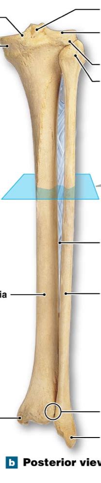 Tibia Fibula Posterior Diagram Quizlet