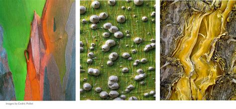 Bark An Intimate Look At The Worlds Trees