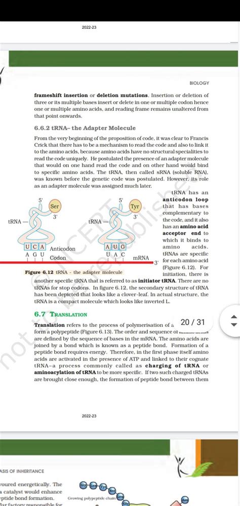 2022 23 Biology Frameshift Insertion Or Deletion Mutations Insertion Or