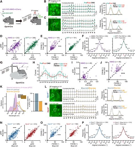 Non Image Forming Photoreceptors Improve Visual Orientation Selectivity