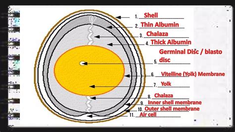 Egg Composition Pptx