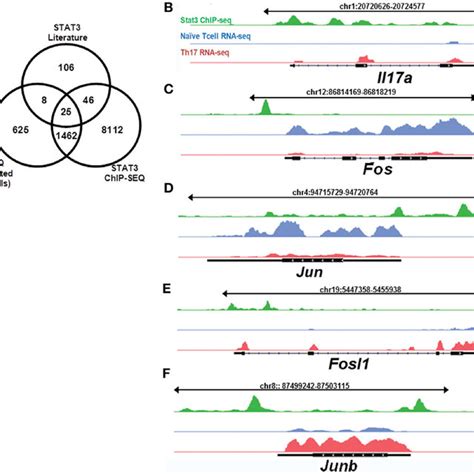 Signal Transducer And Activator Of Transcription 3 Stat3 Target Download Scientific Diagram