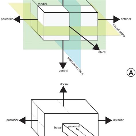Positioning Of Characters In Relation To The Body Axis A Plans And Download Scientific