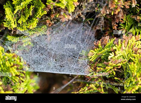 Dew Covered Cobwebs High Resolution Stock Photography And Images Alamy