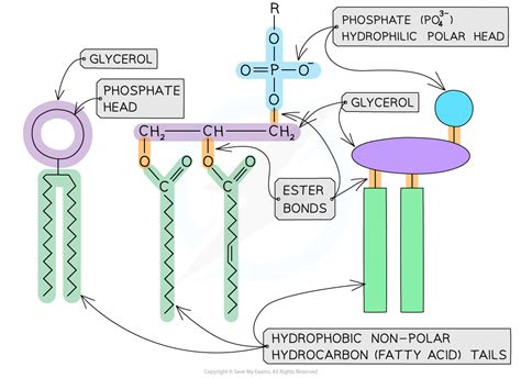 Phospholipids Hl Ib Biology Revision Notes 2025