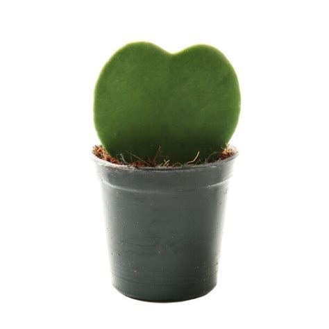 하트호야 단품 하트다육식물 하우숩