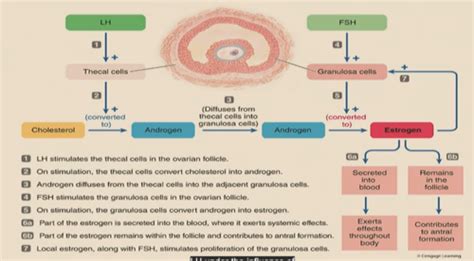 NPB 101 Reproductive Physiology Flashcards Quizlet