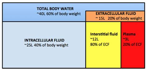 Physiology Fluid Compartments And Capillaries Flashcards Quizlet