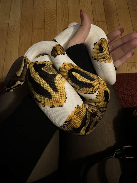 Looking For A Mating Partner For My Yellow Belly Pied Male Ball Python