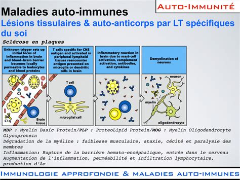 Pourquoi Le Dérèglement Immunitaire À Lorigine Des Maladies Auto