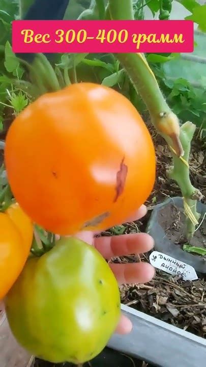 Томат ДЫННЫЙ АНАНАС. Потрясающе вкусный !!! Самый вкусный среди ...