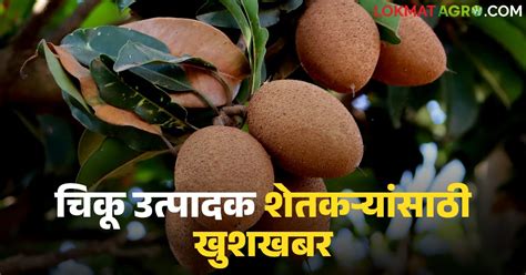 Chiku Pik Vima चिकू पीकविम्याचे सर्व अर्ज एका आठवड्यात निकाली निघणार