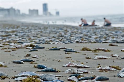 Algae Blooms Are A Growing Concern For Anglers Kayak Angler