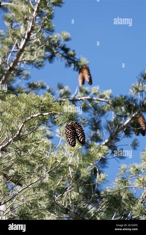 Brown Mature Symmetric Clustered Pendent Megastrobilus Ovulate Cones Of Pinus Lambertiana