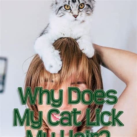 Your Cat Chew Cords 5 Best Steps To Stop It Revealed