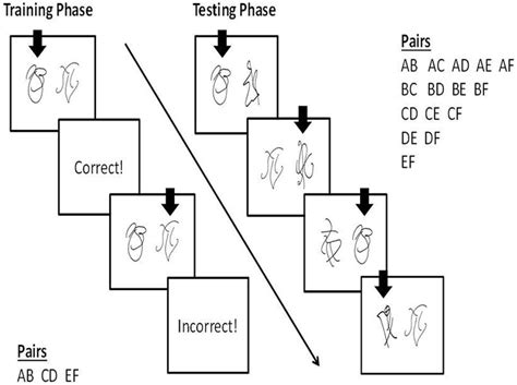 Probabilistic Selection Task The Vertical Arrows Represent