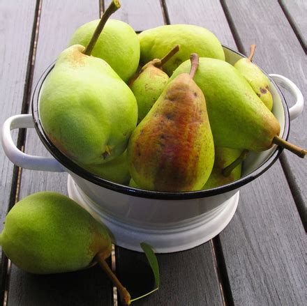 Free How To Draw A Fig Tree Photos Pictures FreeImages