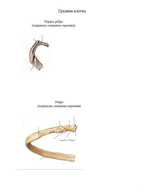 Остеология Рабочая тетрадь презентация онлайн