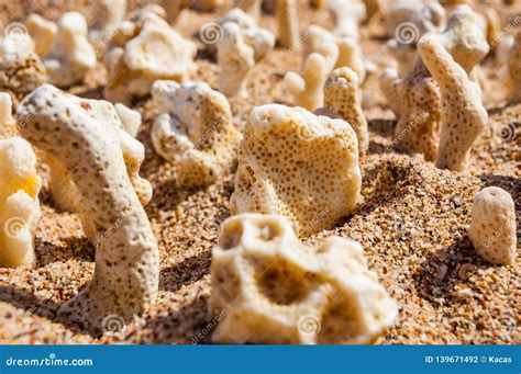 Many Small White Dry Corals Lying On The Sand On Red Sea Beach In Eilat