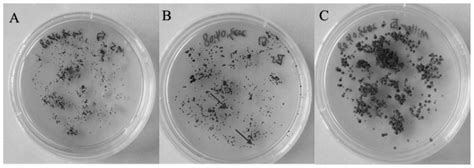 一种诱导培养基及其在诱导白芷叶秋海棠未授粉胚珠愈伤组织中的应用