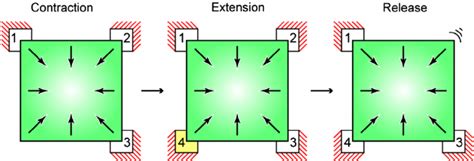 Schematic Illustration Of Cell Migration For 2d Simulations Performed Download Scientific