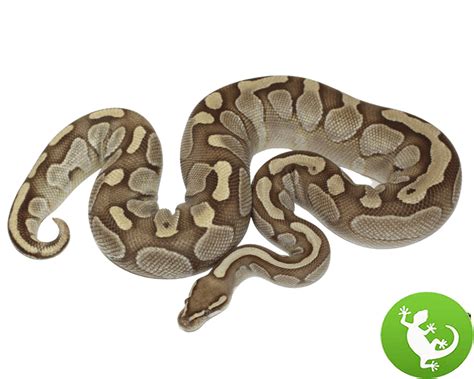 Best Lesser Ball Python Adult Female In 2025 Ultimate Reptile