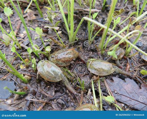 Triops Cancriformis Or Tadpole Shrimp Is A Species Of Tadpole Shrimp