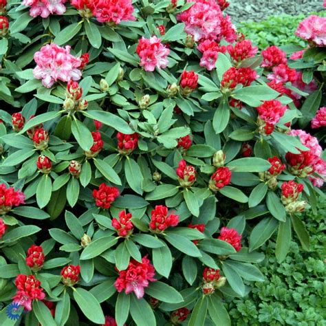Rhododendron Catawbiense Grandiflorum - Gartnerhallen A/S