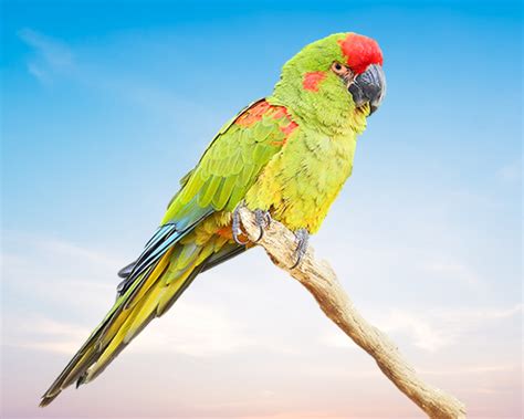 Red Fronted Macaw For Sale Buy Macaw Parrot From Bpi Parrots