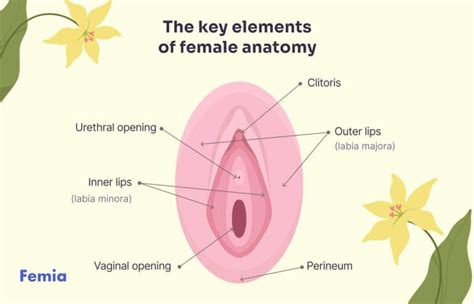 How To Masturbate Anatomy Basics Tips And Steps For Pleasure Femia