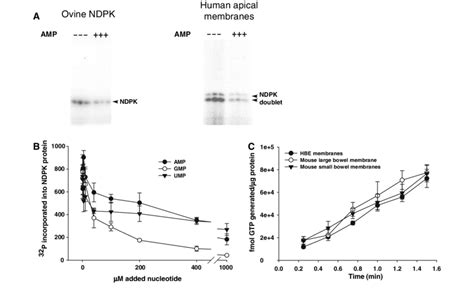 Effect Of Nucleotides On Ndpk Phosphorylation A Phosphorylation Of