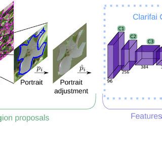 Pdf Apple Flower Detection Using Deep Convolutional Networks