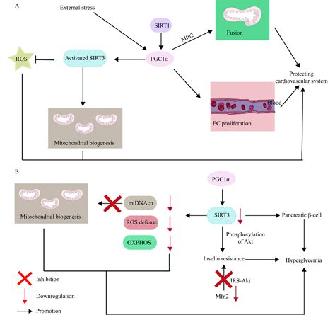 Sirt3 Regulates Mitochondrial Biogenesis In Aging Related Diseases Pmc