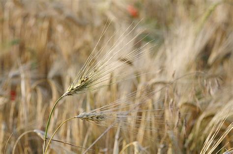 What Is The Difference Between Barley And Oats Pediaa Com