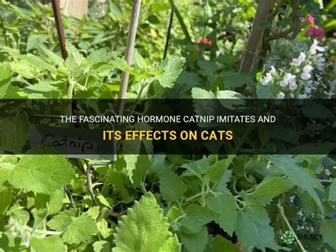 The Fascinating Hormone Catnip Imitates And Its Effects On Cats Shuncy