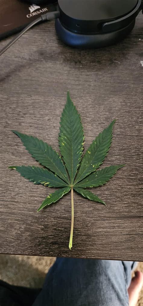 Nutrient Toxicity 90 Percent Sure R Microgrowery